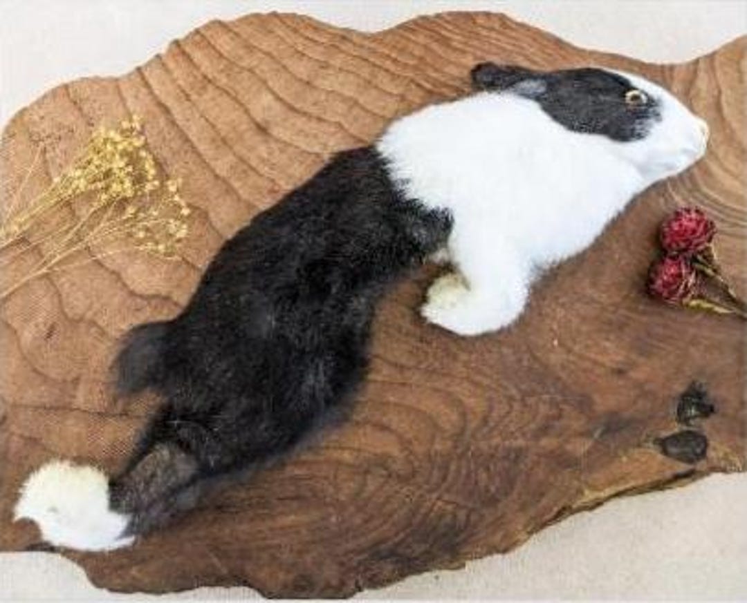 Rabbit Taxidermy Baby Bunny Specimen Oddities Curiosities Collectible ...
