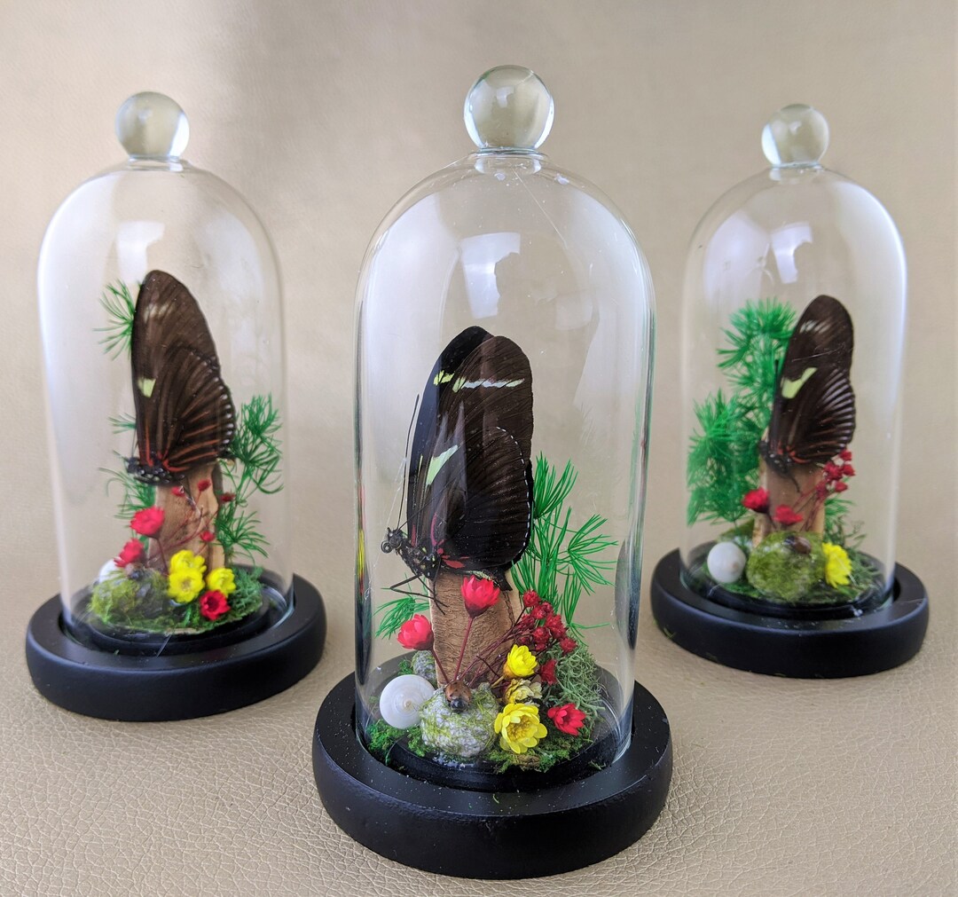 Bleeding Heart Butterfly Glass Dome Display Entomology Taxidermy ...