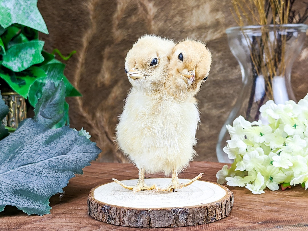 R30i Yw 2 Headed Chicken Taxidermy Dsply Chick Bizarre Gaff - Etsy