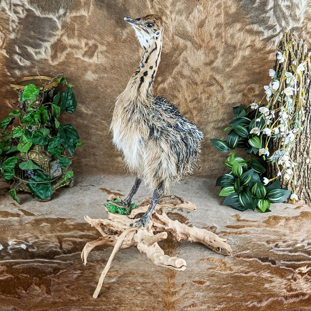 Baby Ostrich Taxidermy Curiosity Oddities Preserved Bird Australian ...