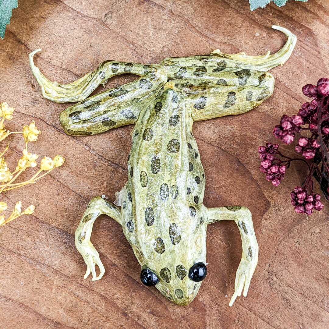 P41d LS Leopard Frog Taxidermy Specimen Oddities Curiosities - Etsy