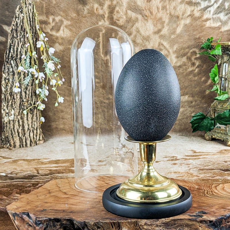 Emu Egg - Etsy