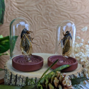Cicada Taxidermy Locust Glass Dome Display Entomology Insect Bug ...