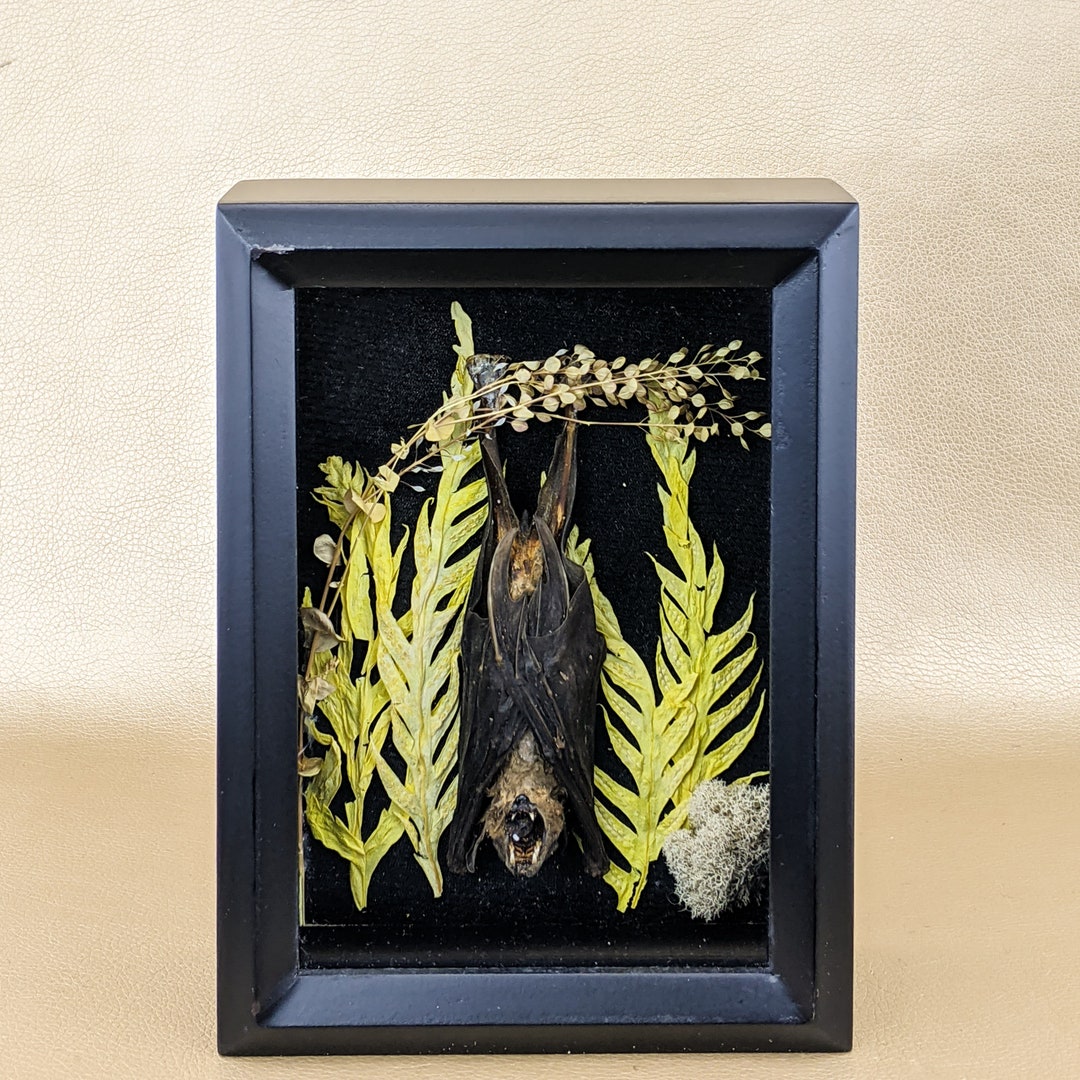 Real Lesser Dawn bat Taxidermy Oddities Curiosities ...