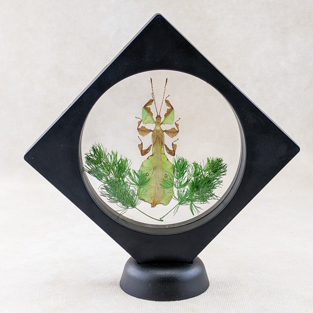 O63L Male Leaf Mimic Floating Frm Display Oddities Specimen - Etsy