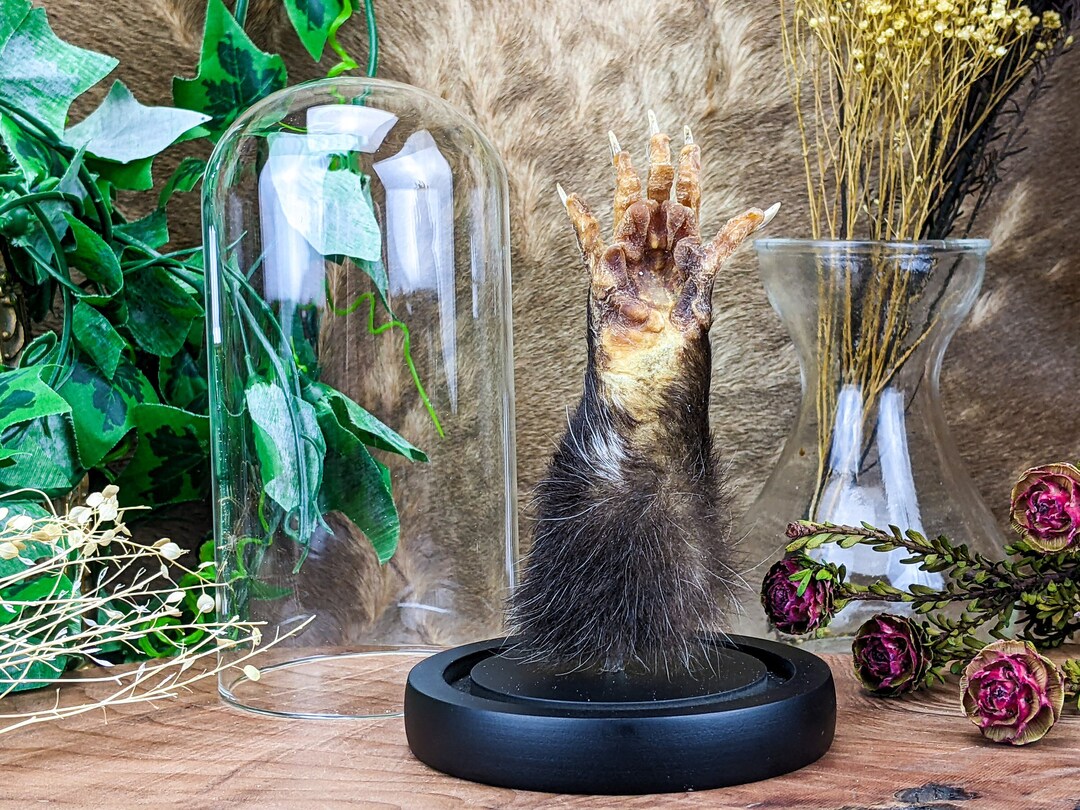 G81M Possum Foot Paw Waving Glass Dome Decor Taxidermy Oddities ...