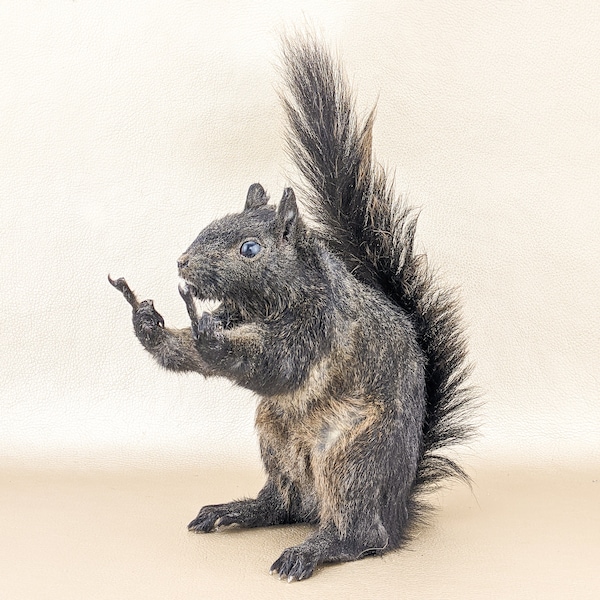 Give the Finger - Etsy