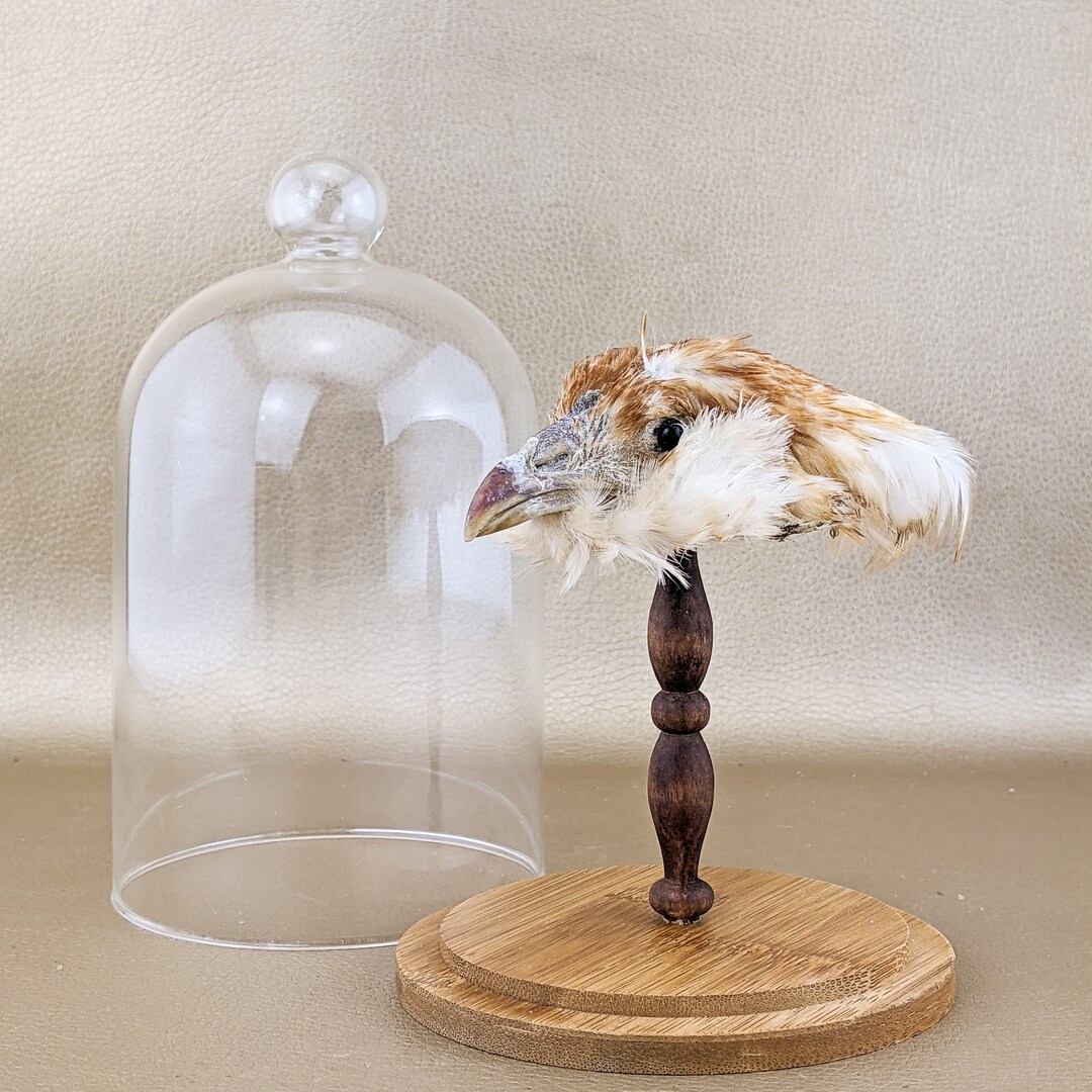 Chicken Rooster Head Mount Glass Dome Display Taxidermy Oddities ...