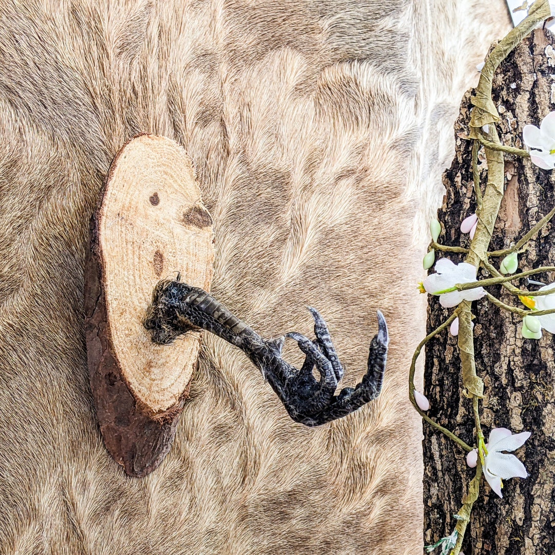 U38f Pheasant Foot Claw Finger Flipping the Bird Taxidermy Oddities ...