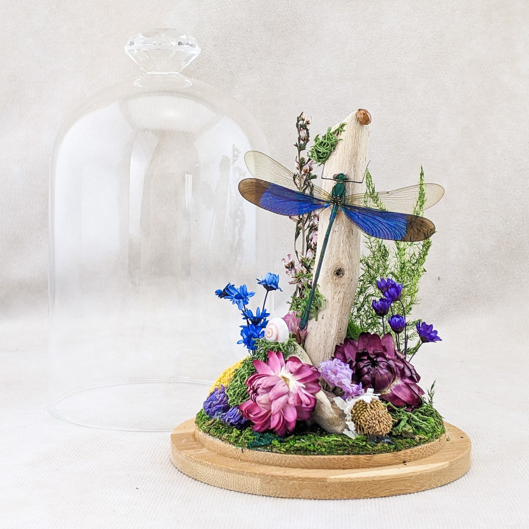 Dragonfly Damselfly Glass Dome Display Entomology Taxidermy Curiosities ...