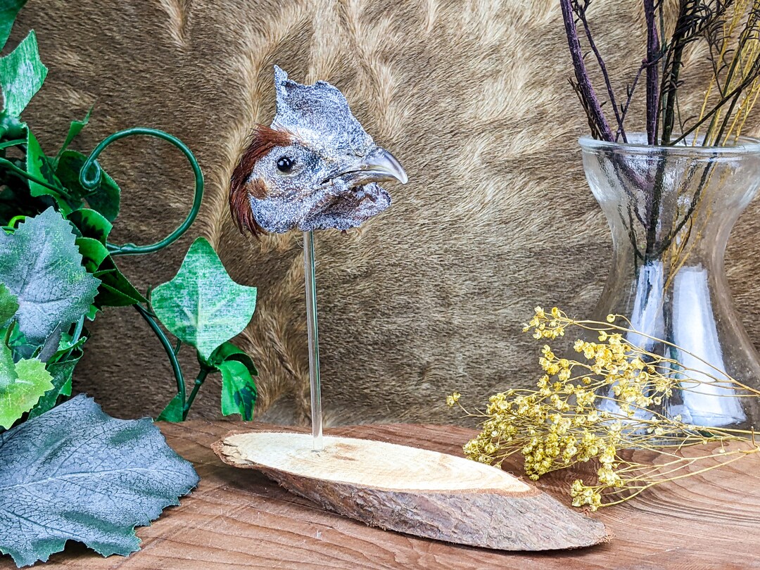 Chicken Head Mount Display Taxidermy Chick Bird Curiosities Oddities ...