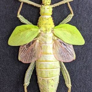 Z32A Taxidermy Entomology GIANT Jungle Nymph Stick Bug - Etsy