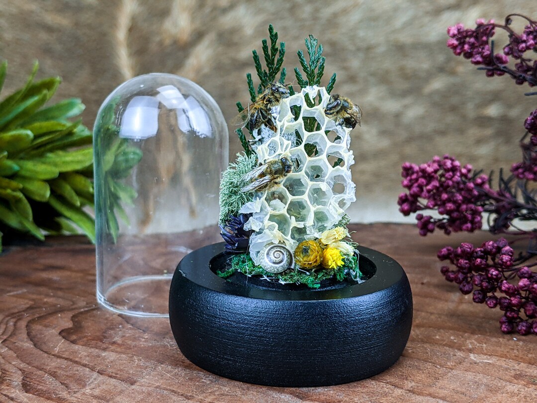W194f Honey Bee Bees Comb Glass Dome Display Entomology Taxidermy ...