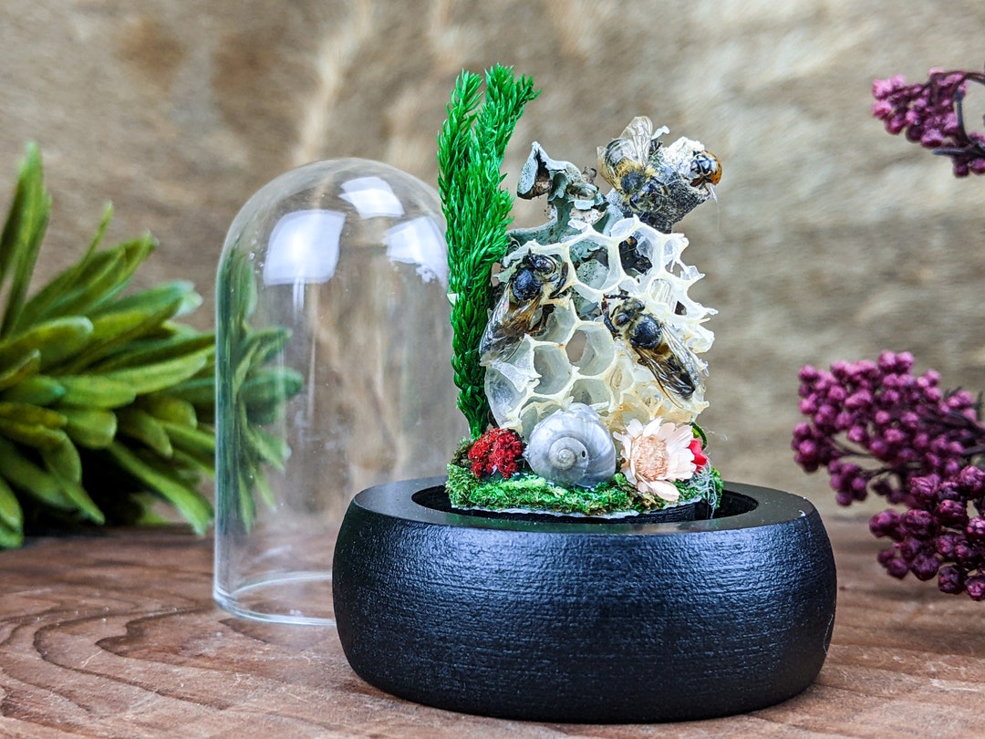 W194e Honey Bee Bees Comb Glass Dome Display Entomology Taxidermy ...