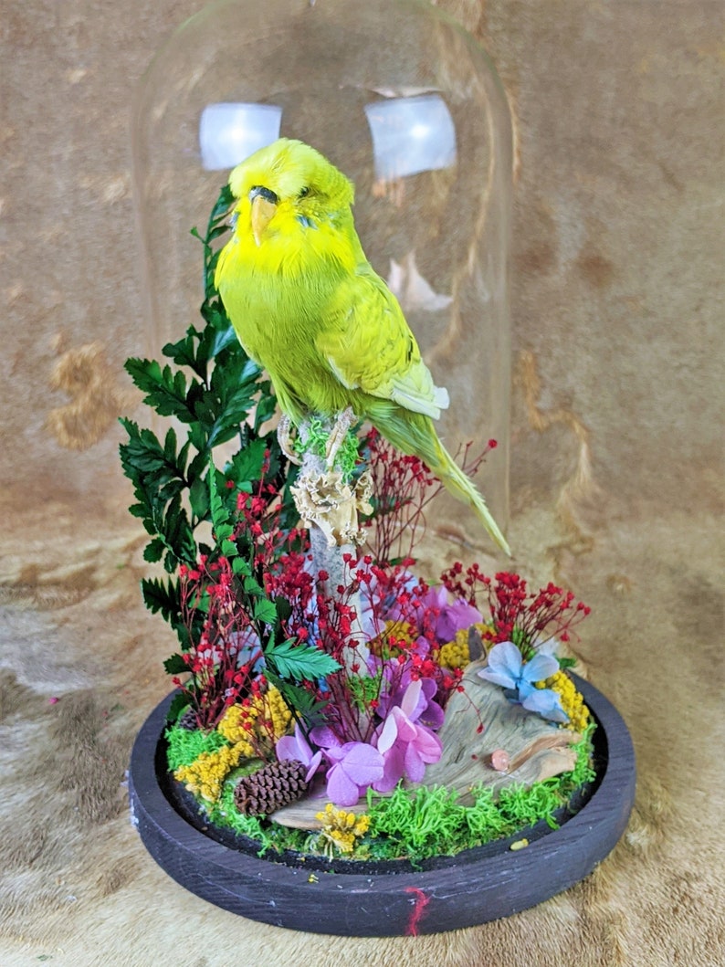 BD04 Taxidermy Parakeet Bird Specimen Dome Oddities - Etsy