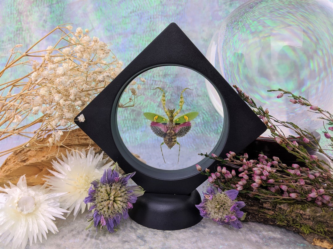 G79g Taxidermy Entomology Jewel Mantis Framed Display Collectible ...