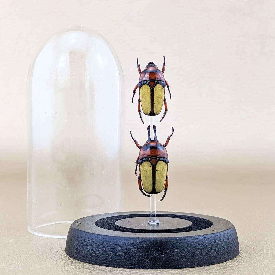 Q47 Rare Beetle Female Male Glass Dome Display Entomology Taxidermy ...