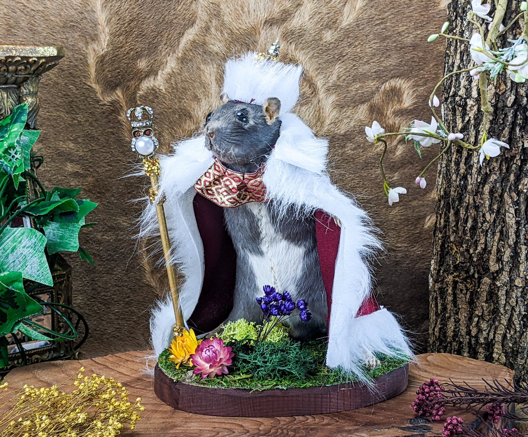 Rat King Taxidermy Décor Oddities Curiosity Specimen Display Standing ...