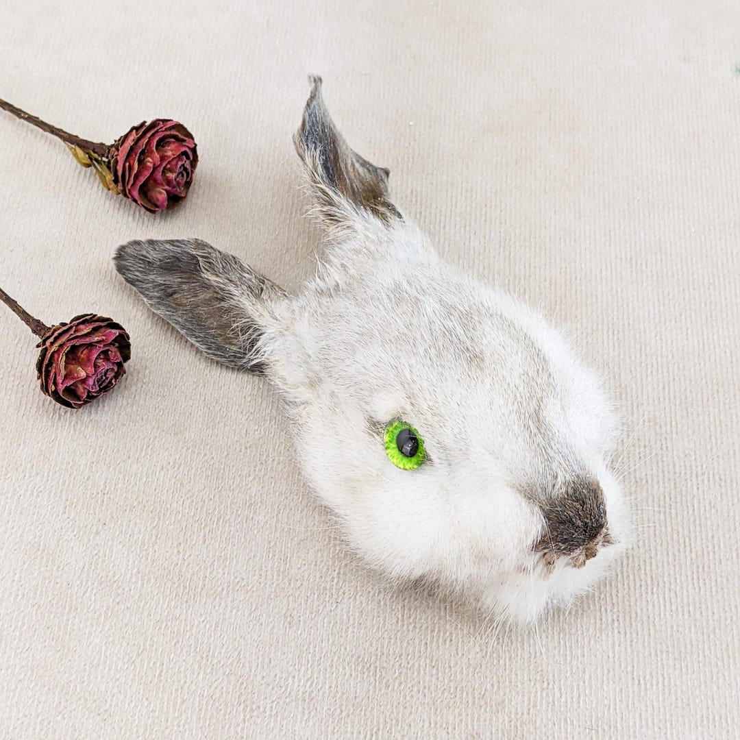 Bunny Rabbit Head for Crafts Specimen Taxidermy Oddities Craft Crafting ...