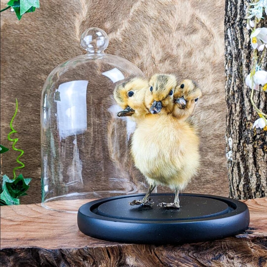 3 Headed Duck Duckling Gaff Glass Dome Species: A. Platyrhynchos ...