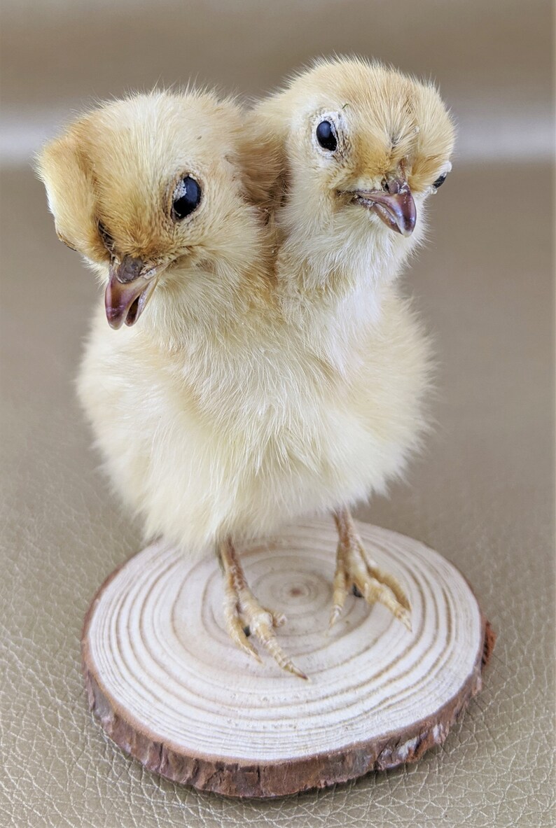 R32 Taxidermy 2 Headed Chicken Display chick bizarre Gaff | Etsy