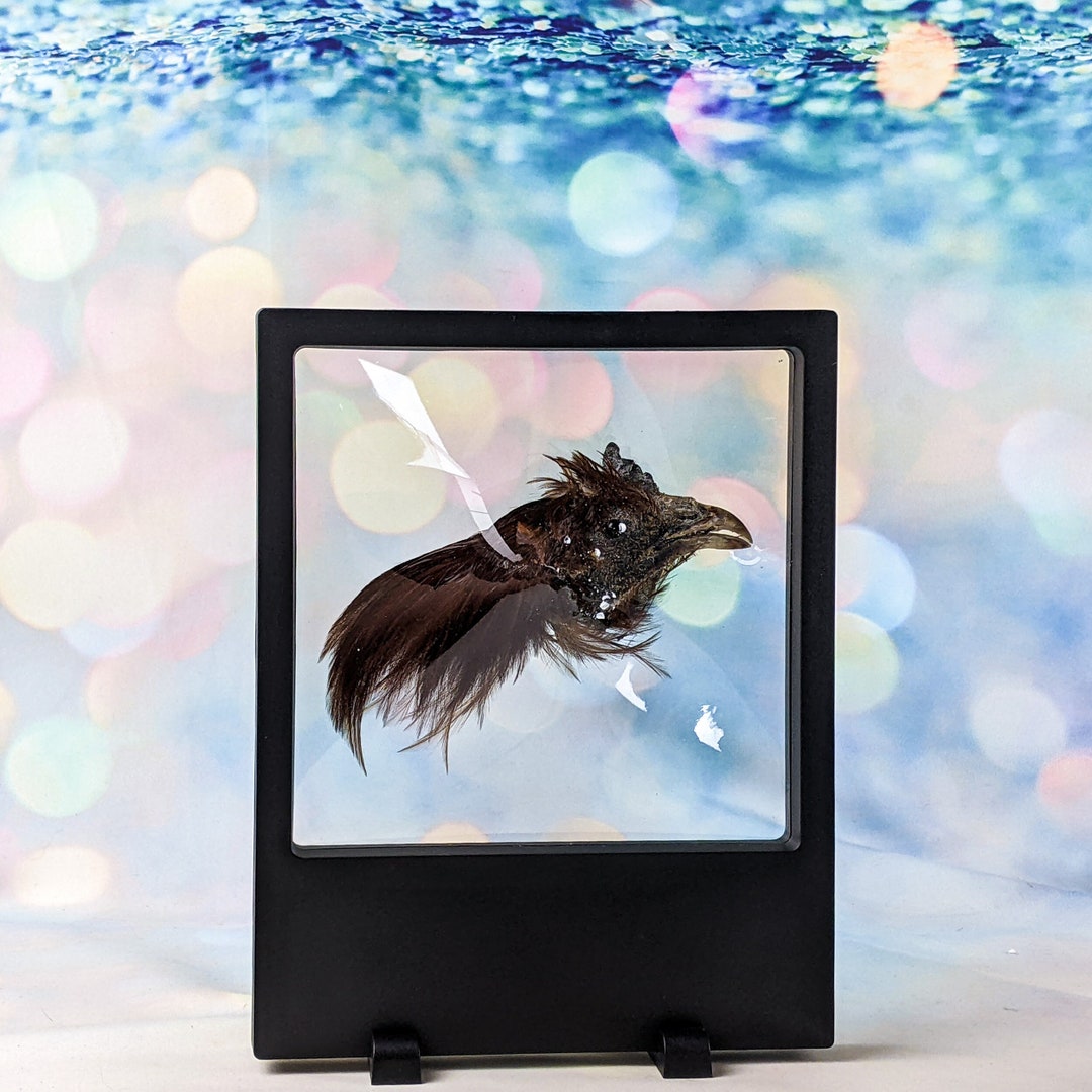 Rooster Head Mount Floating Frame Display Chicken Bird Taxidermy ...