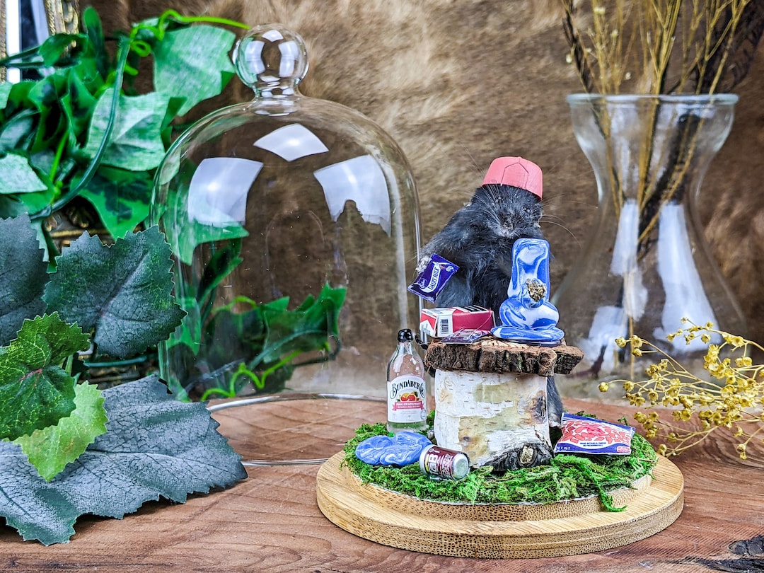 Tyler the Stoner Mouse Taxidermy Display Oddities Curiosities Preserved ...