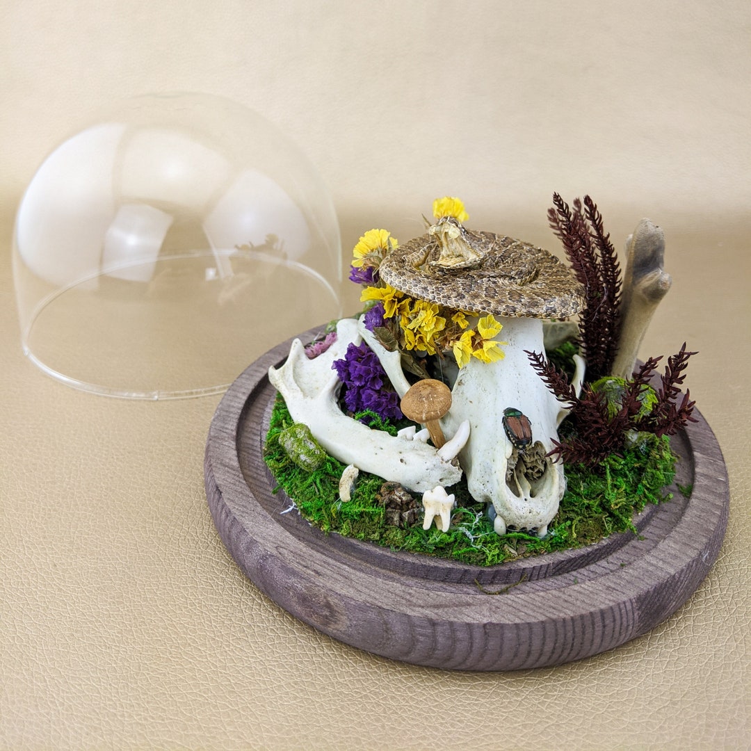 Rattlesnake Snake Glass Dome Display Taxidermy Oddities Curiosities ...