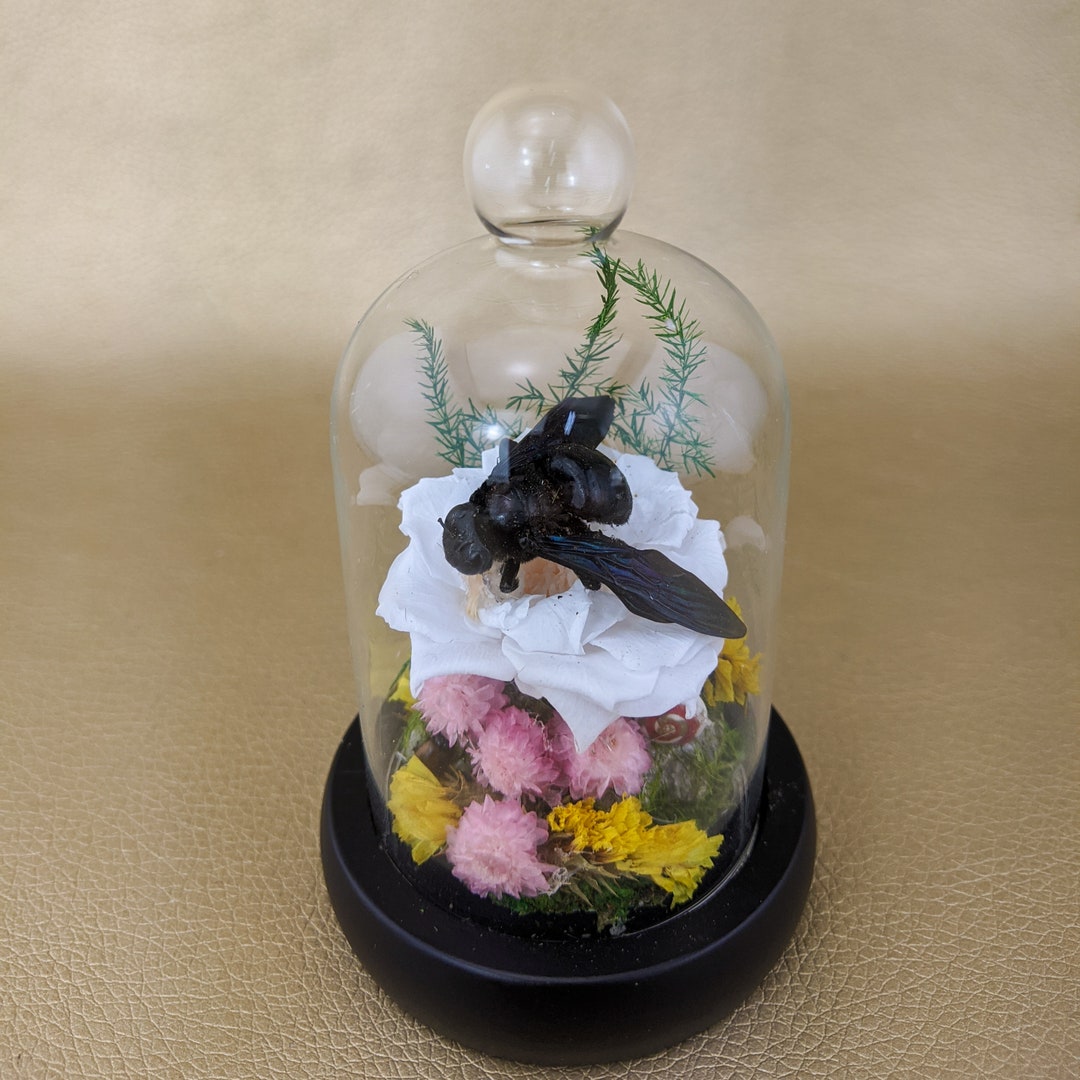 Violet Winged Carpenter Bee Glass Dome Display Entomology Taxidermy ...