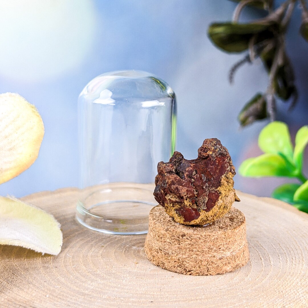 Dinosaur Poop Fossil Dome Oddities Curiosities Fossilized Genuine Gag ...