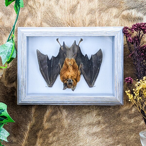 Bat Taxidermy - Etsy