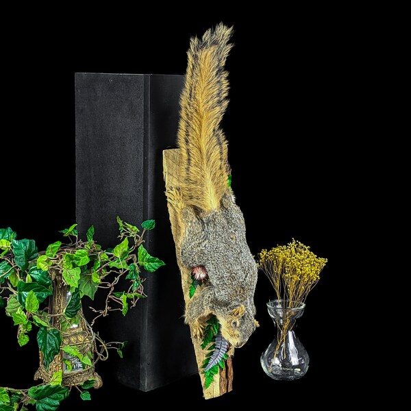 Fox Squirrel Mount - Etsy