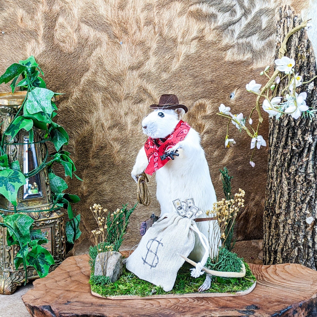 Cowboy Rat Taxidermy Oddities Curiosities Display Wild West Ranch ...
