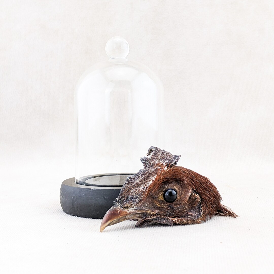 Chicken Head Mount Specimen Crafts Crafting Taxidermy Oddities ...