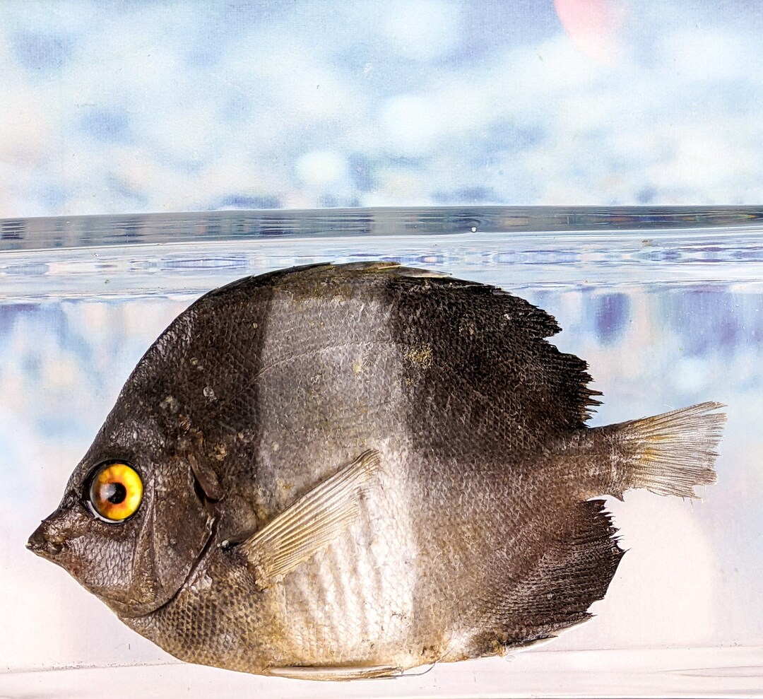 Angelfish Fish Specimen Taxidermy Oddity Collectible Educational ...