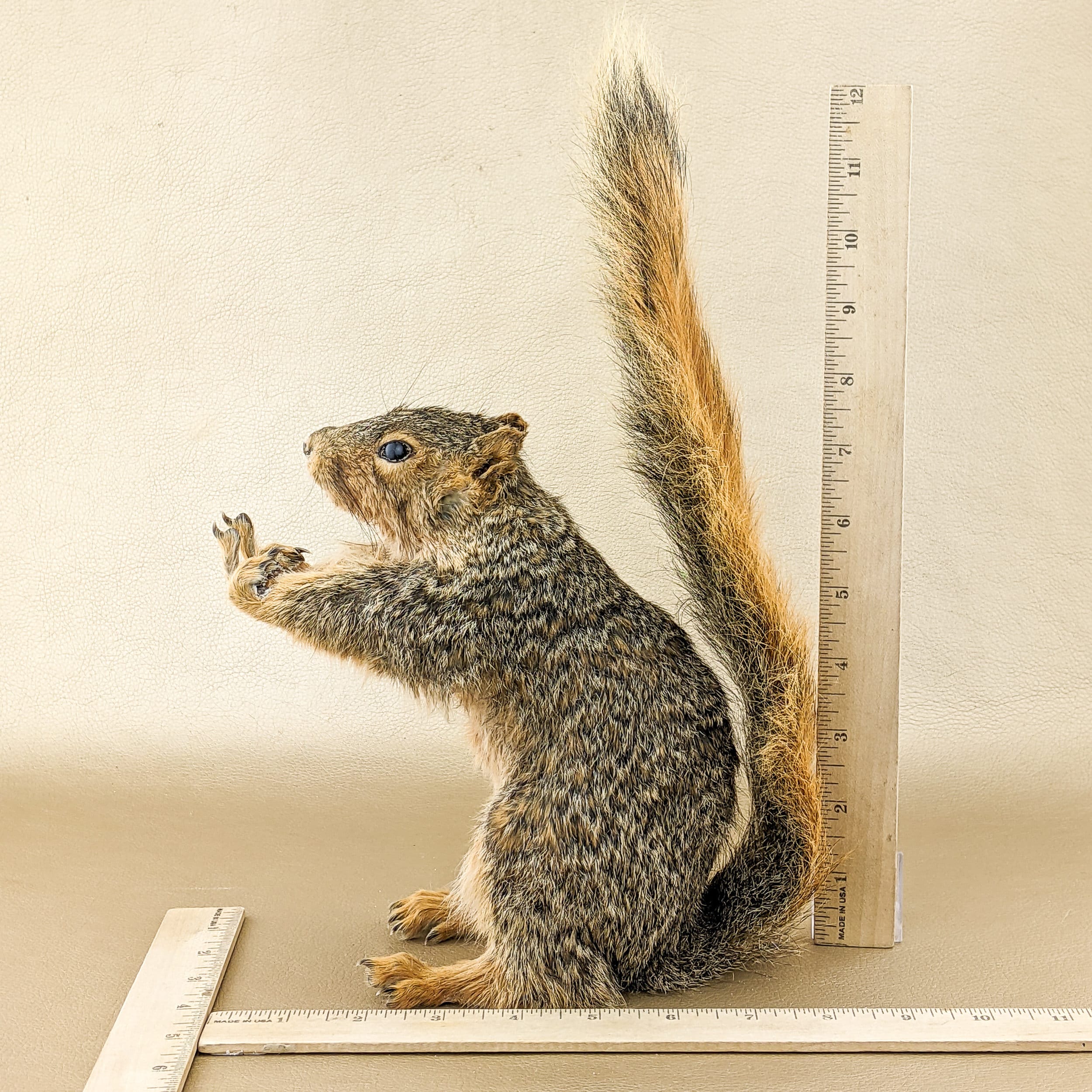 Fox Squirrel Mounts