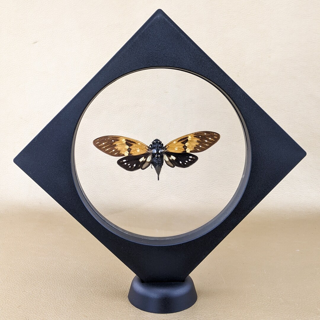 Cicada Specimen Floating Frame Display Entomology Taxidermy Locust ...