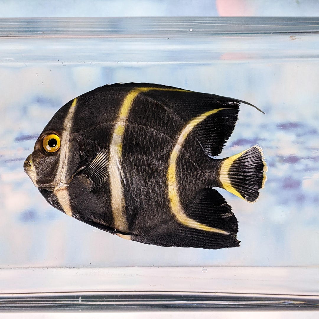 Flame Angel Fish Taxidermy Oddities Collectible Specimen Craft ...