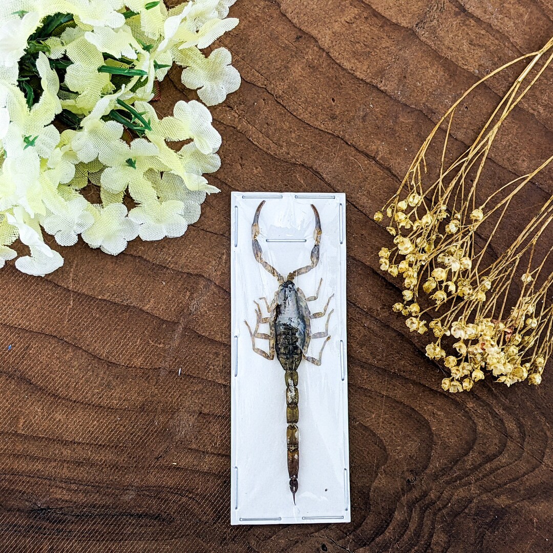 Chinese Golden Scorpion Mesobuthus Martensiis Specimen Craft ...