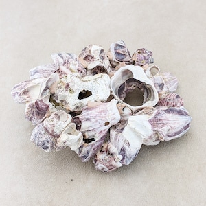 Ocean Pink Purple Barnacle Coral Cluster Coast Nautical Shell Home ...