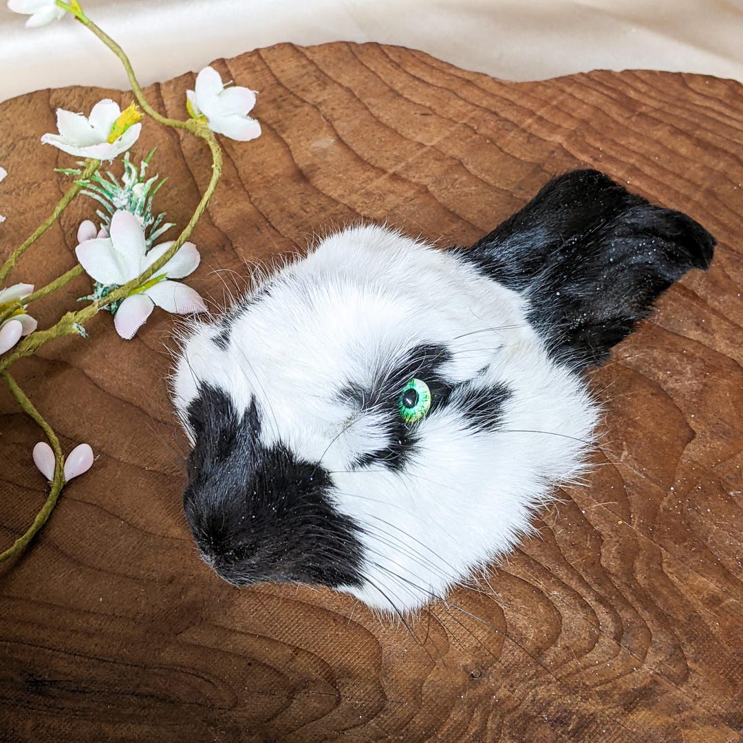 Bunny Rabbit Head for Crafts Specimen Taxidermy Oddities Craft ...