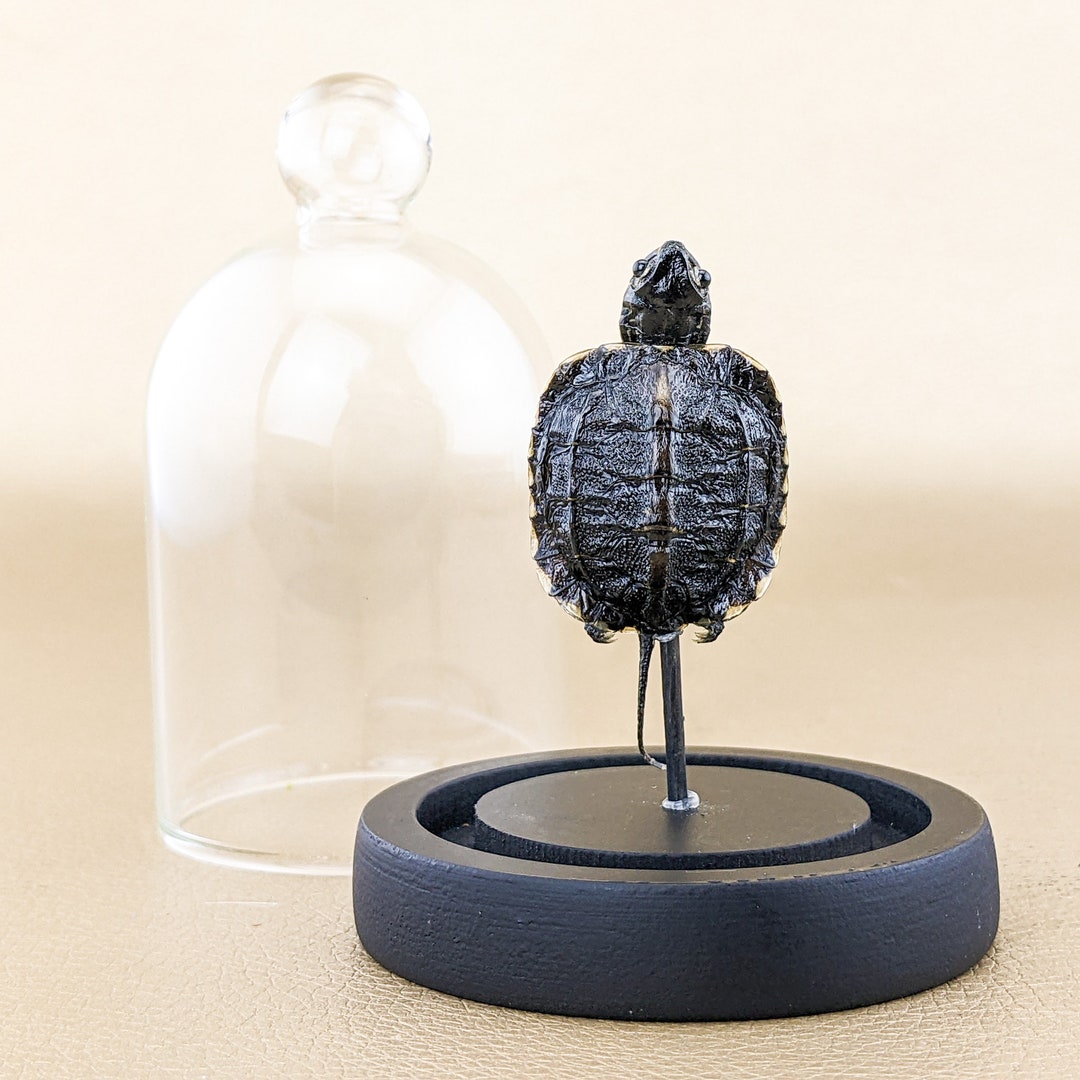 Aquarium Pond Baby Turtle Glass Dome Display Oddities Curiosities ...
