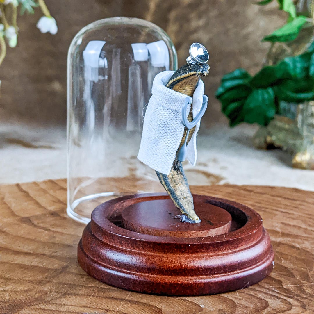 Medicinal Leech Display Specimen Taxidermy Floating Curiosities ...
