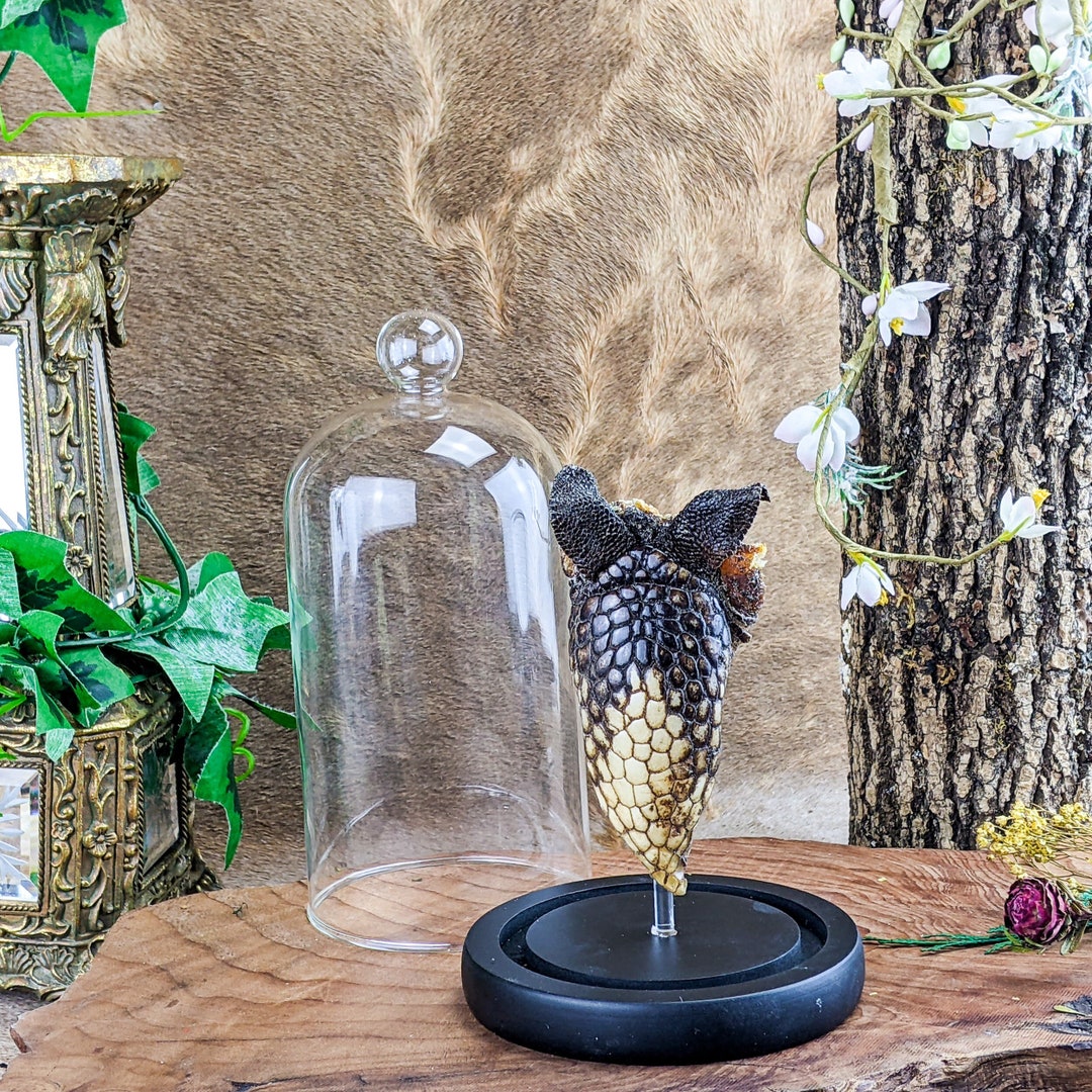 Armadillo Face Armor Glass Dome Display Oddities Curiosities Taxidermy ...