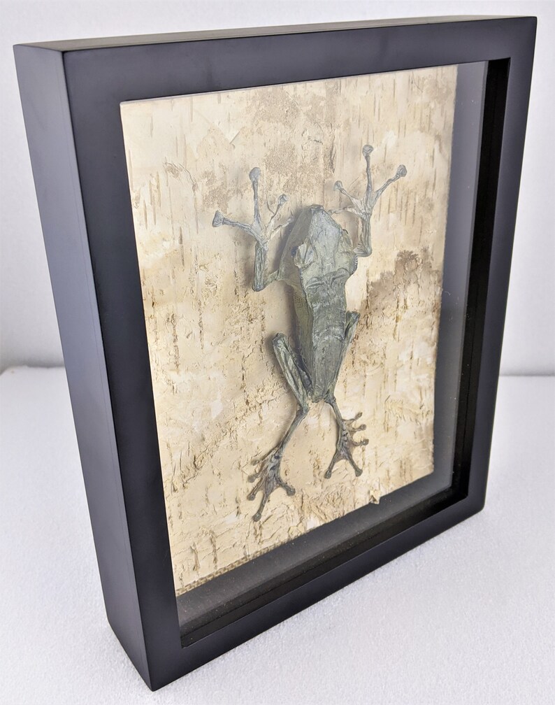 M47c Taxidermy Large Rare F Silver Tree Frog Framed Display - Etsy