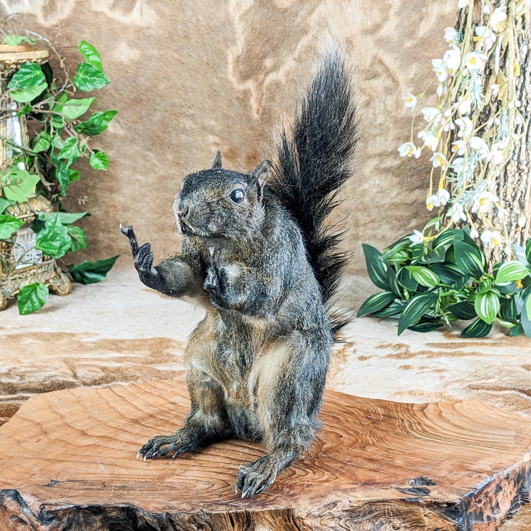 Squirrel Flipping Off/giving Finger Oddity Curiosity Anthropomorphic ...