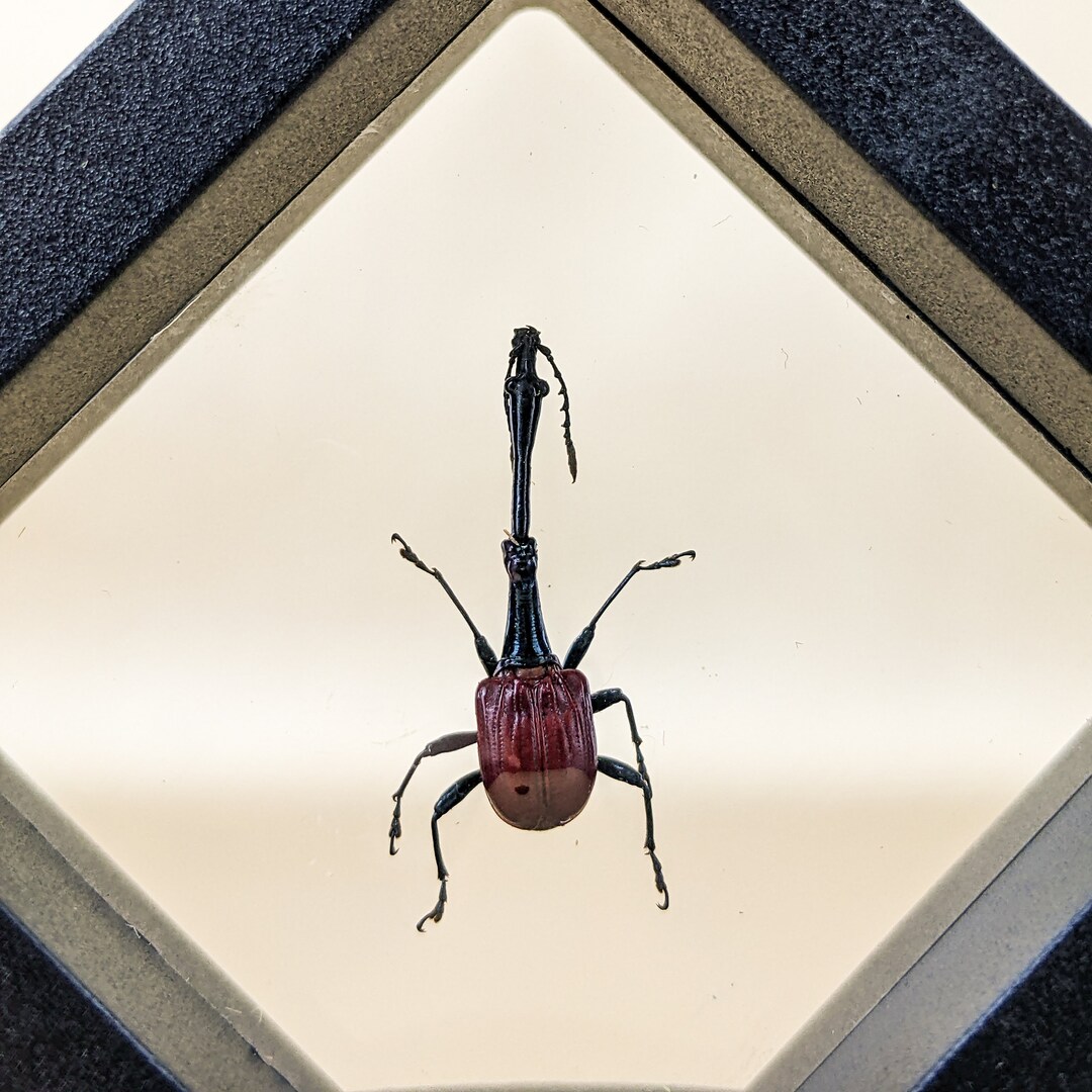 N32g MALE Giraffe Weevil Floating Beetle Oddities Curiosity - Etsy