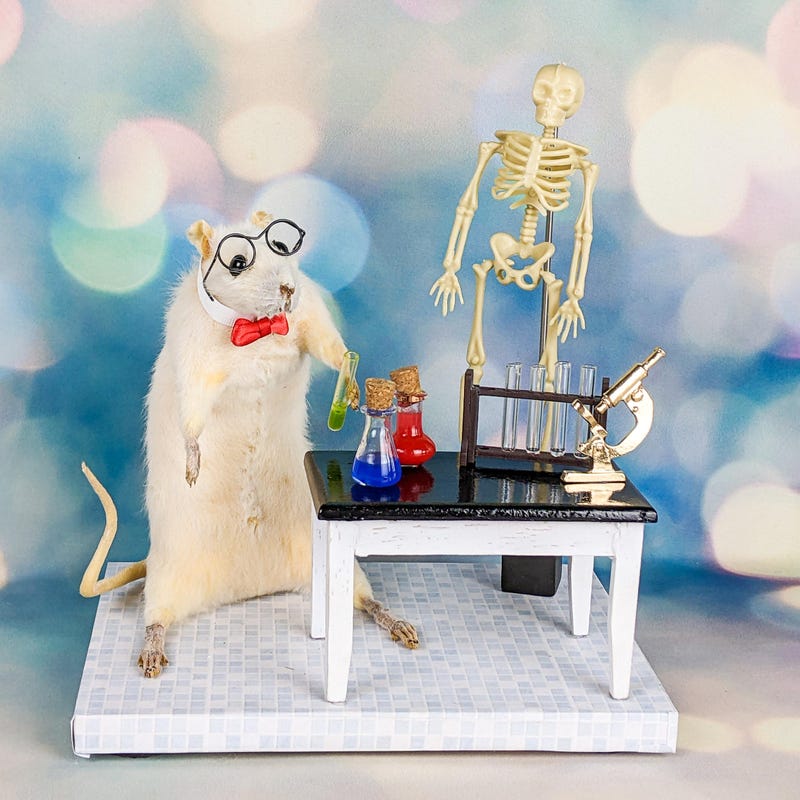 Taxidermy Rat - Etsy
