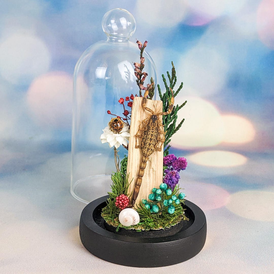Armor Tail Scorpion Glass Dome Display Entomology Taxidermy Oddities ...