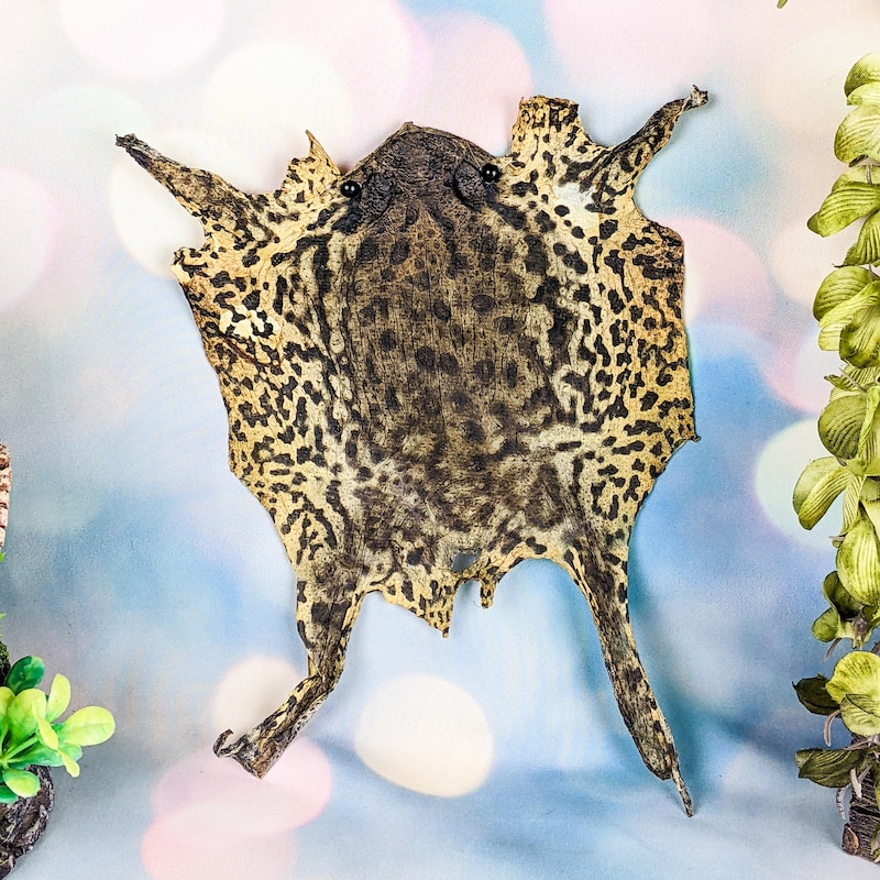 Real Animal Skin - Etsy